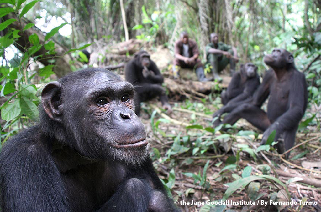 Chimp Ouband and friends at Tchindzoulou Island - Giant Steps