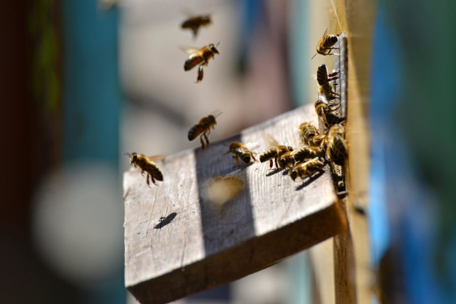 Our Values - Giant Steps